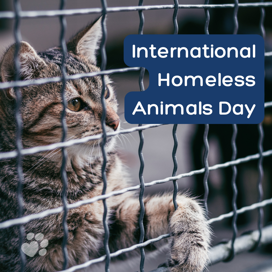 International Homeless Animals Day (IHAD) 🐾 – identibase Blog