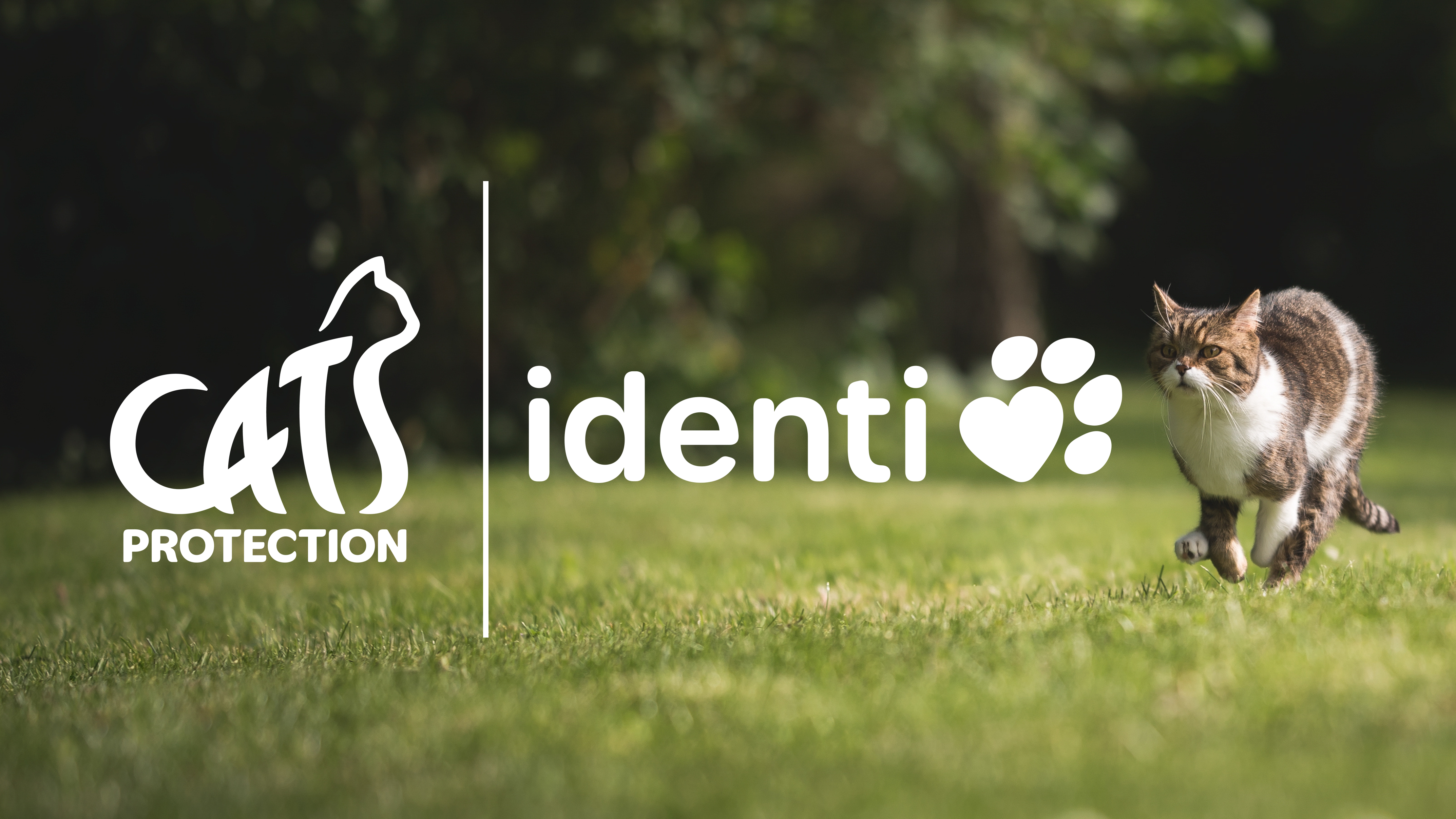 identi Partners with Cats Protection – identibase Blog