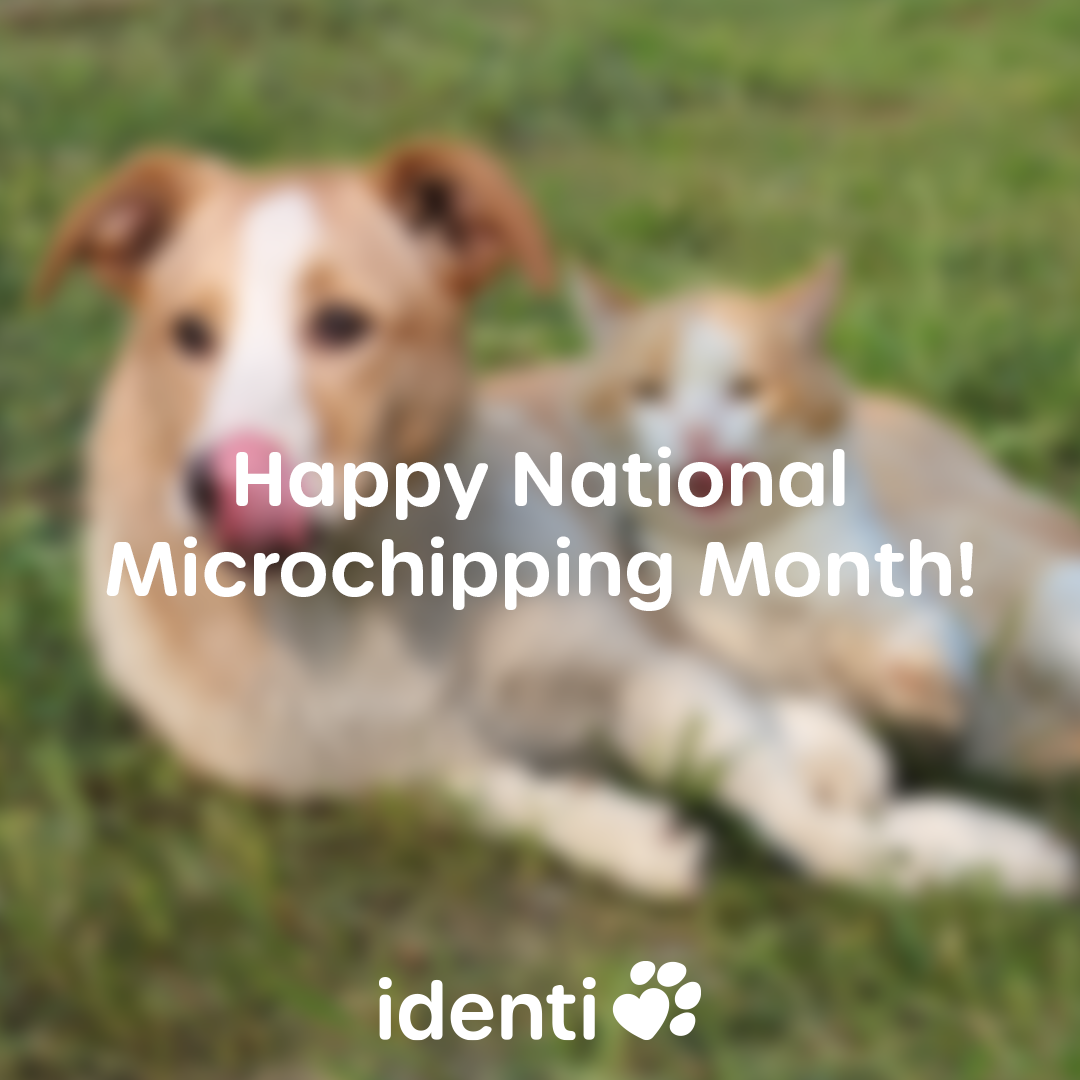 National Microchipping Month: Ensuring Your Pet's Safety and Security ...
