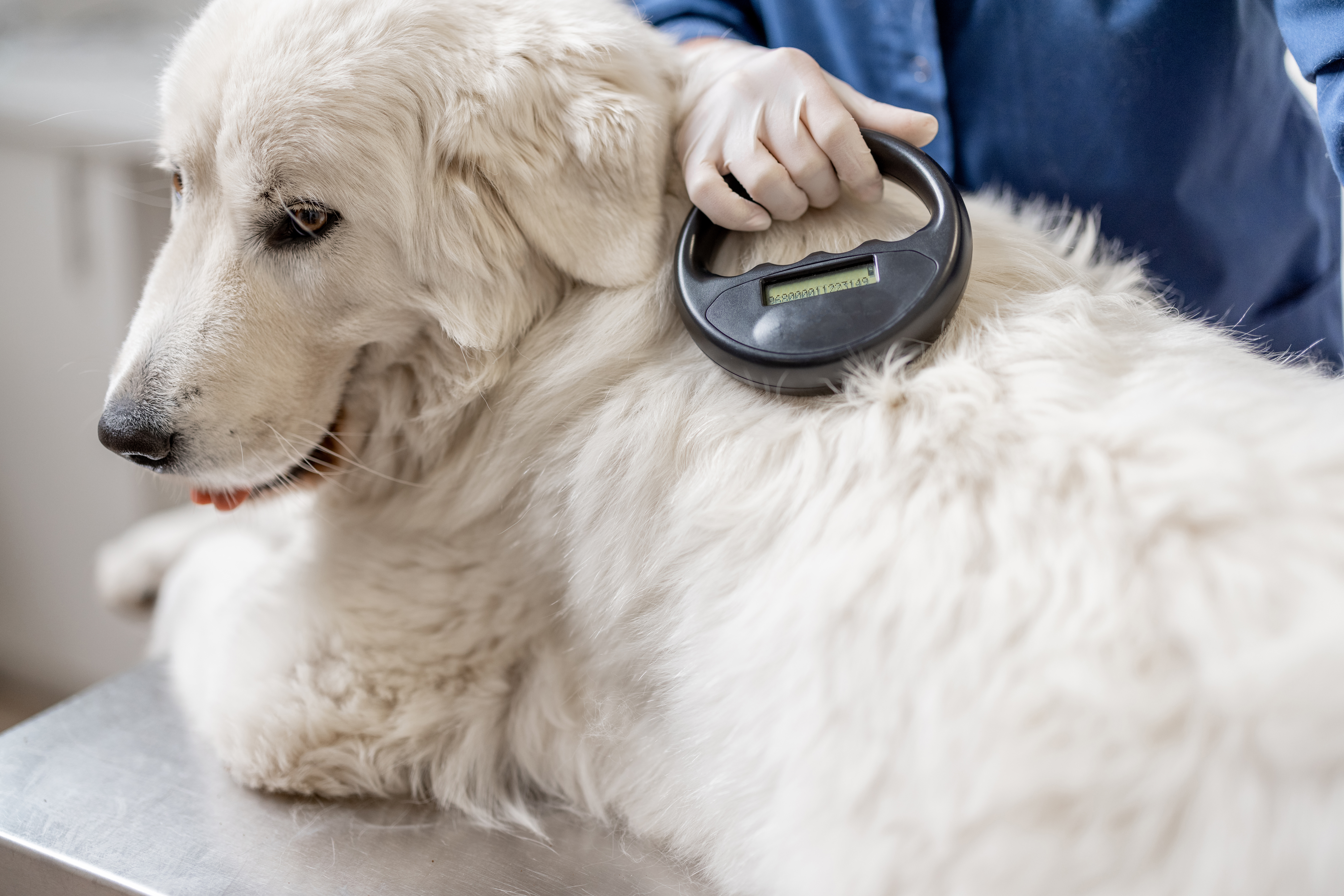 Everything You Need to Know About Microchipping in 2025: A Complete ...