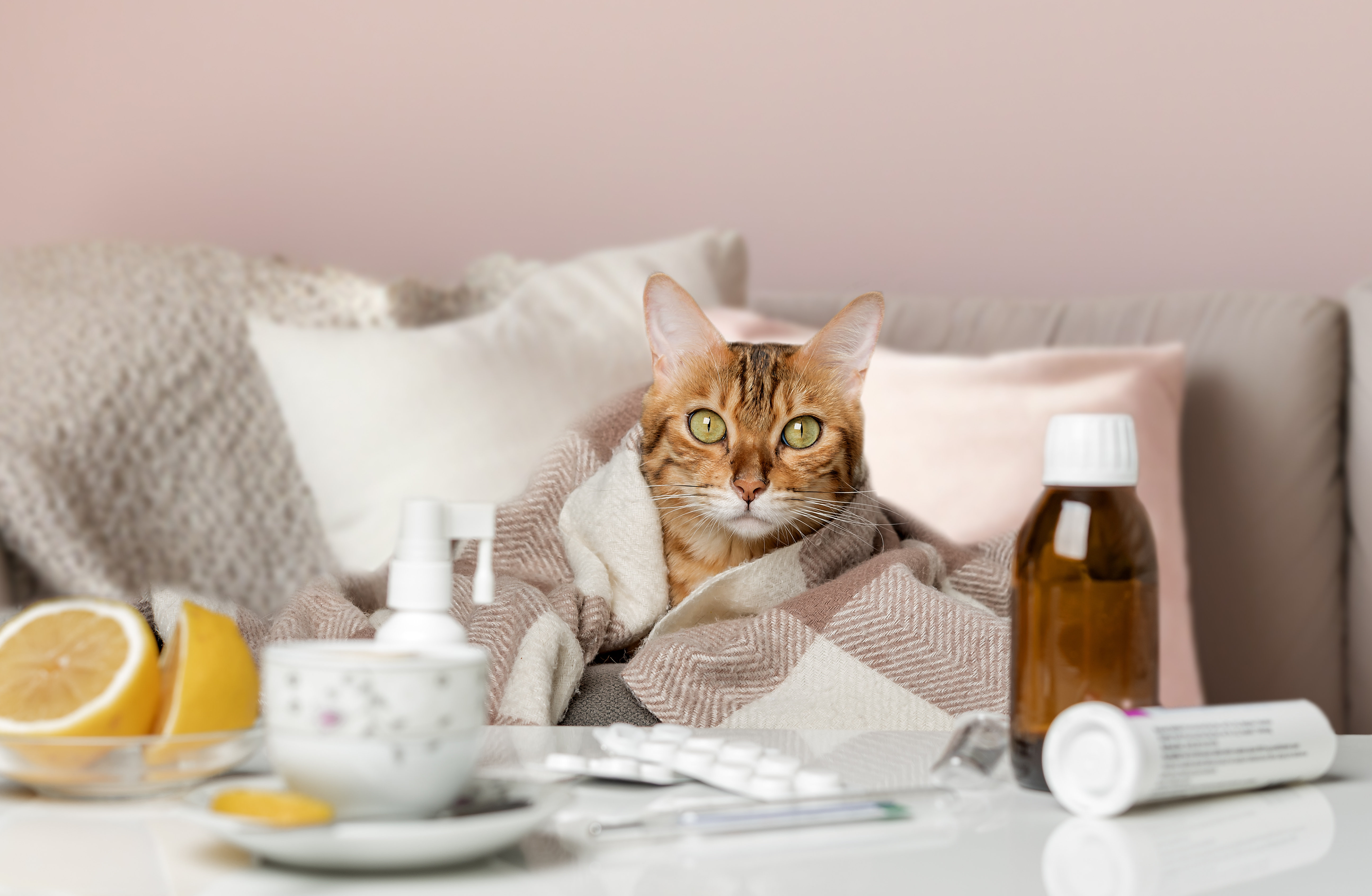 The Truth About Cat Flu: What You Need to Know – identibase Blog