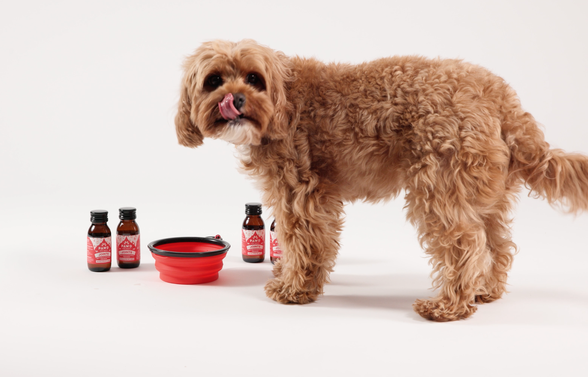 Your Guide to Healthy Dogs' Joints – identibase Blog