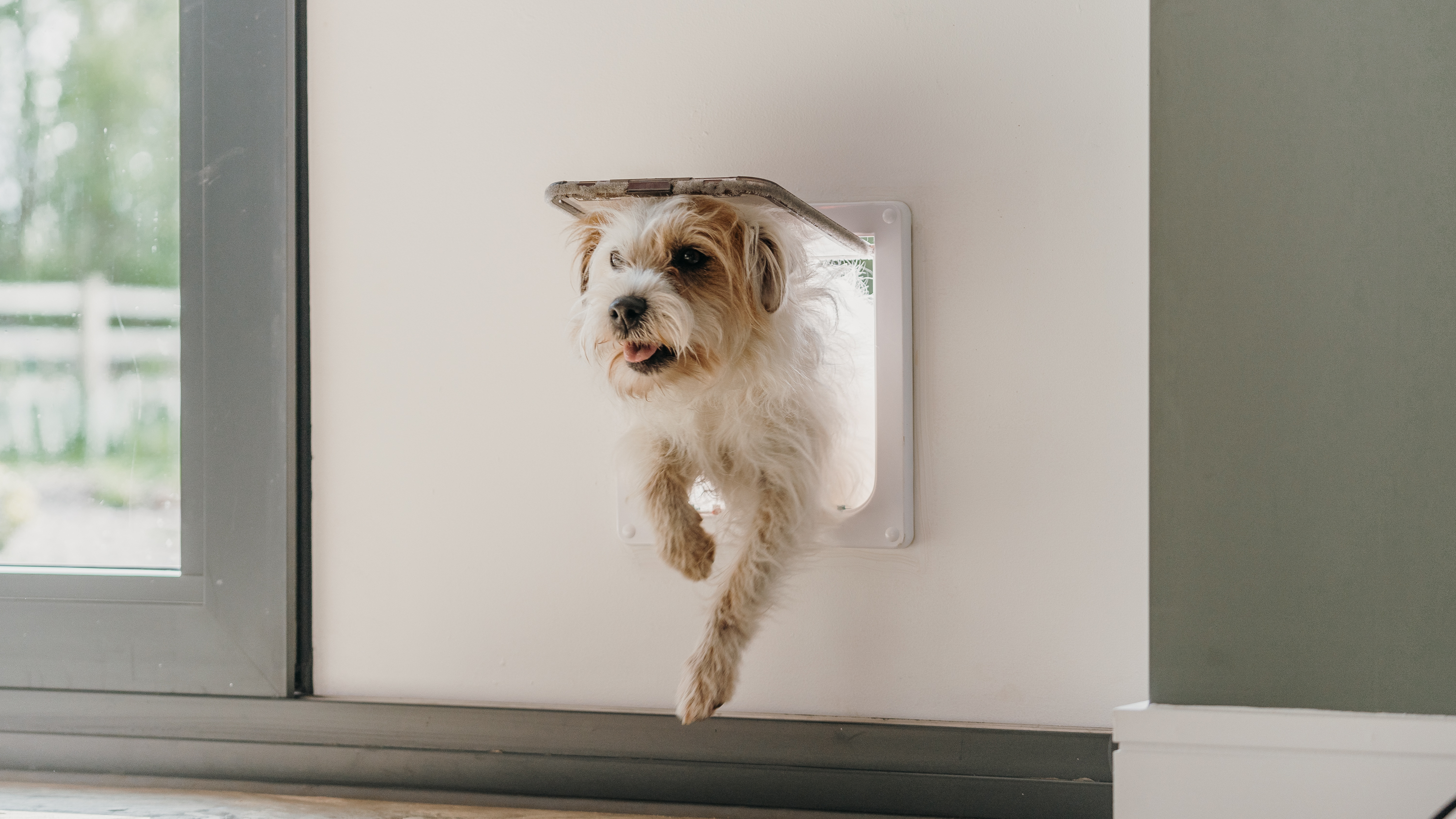 Are You Making the Most of Your Dog's Microchip? – identibase Blog