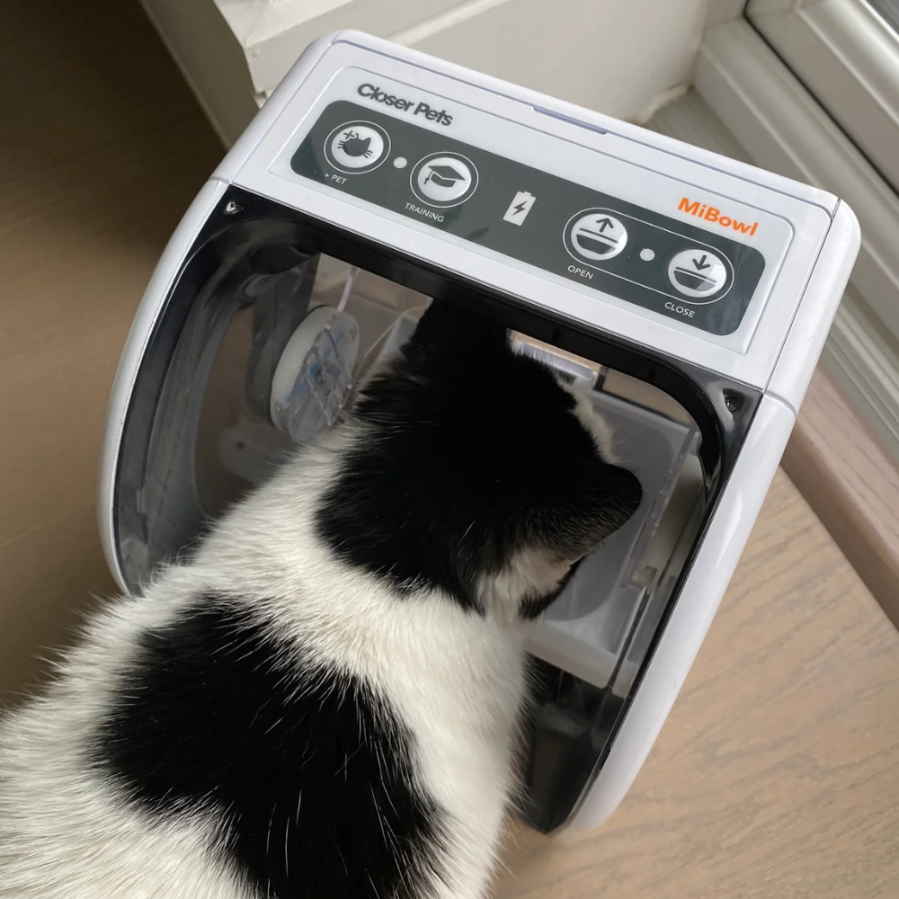 Are You Making the Most of Your Cat’s Microchip? – identibase Blog