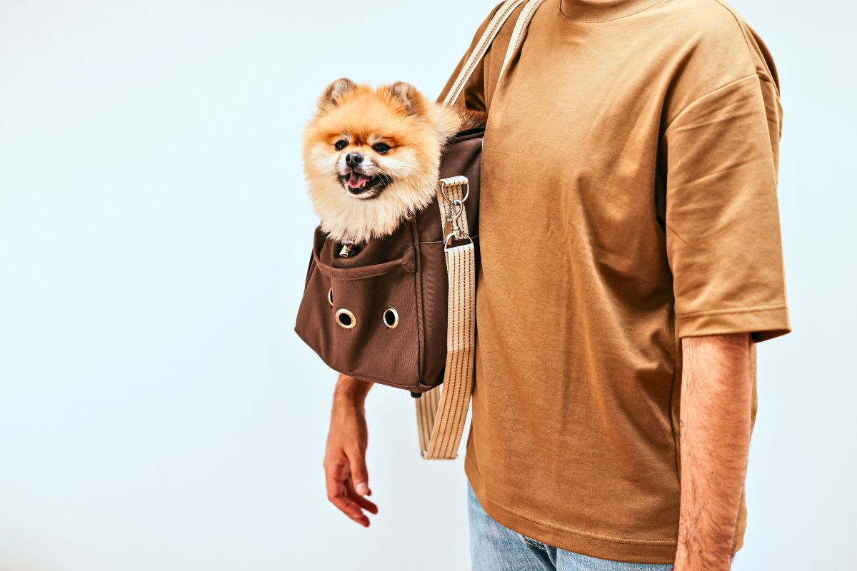 The Tiny Dog Toolkit: Walk Essentials for Dogs Under 10kg – identibase Blog