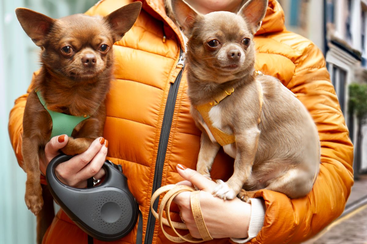 The Tiny Dog Toolkit: Walk Essentials for Dogs Under 10kg – identibase Blog