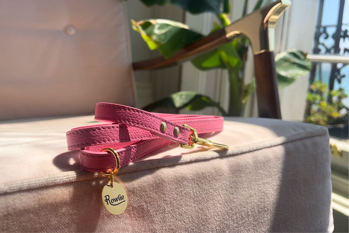 The Tiny Dog Toolkit: Walk Essentials for Dogs Under 10kg – identibase Blog