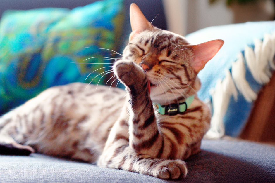 How to Get Your Cat Used to a Collar (And Keep It On!) – identibase Blog