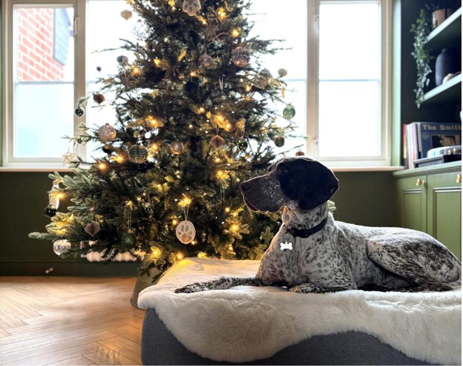 A Dog’s Guide to Christmas – identibase Blog