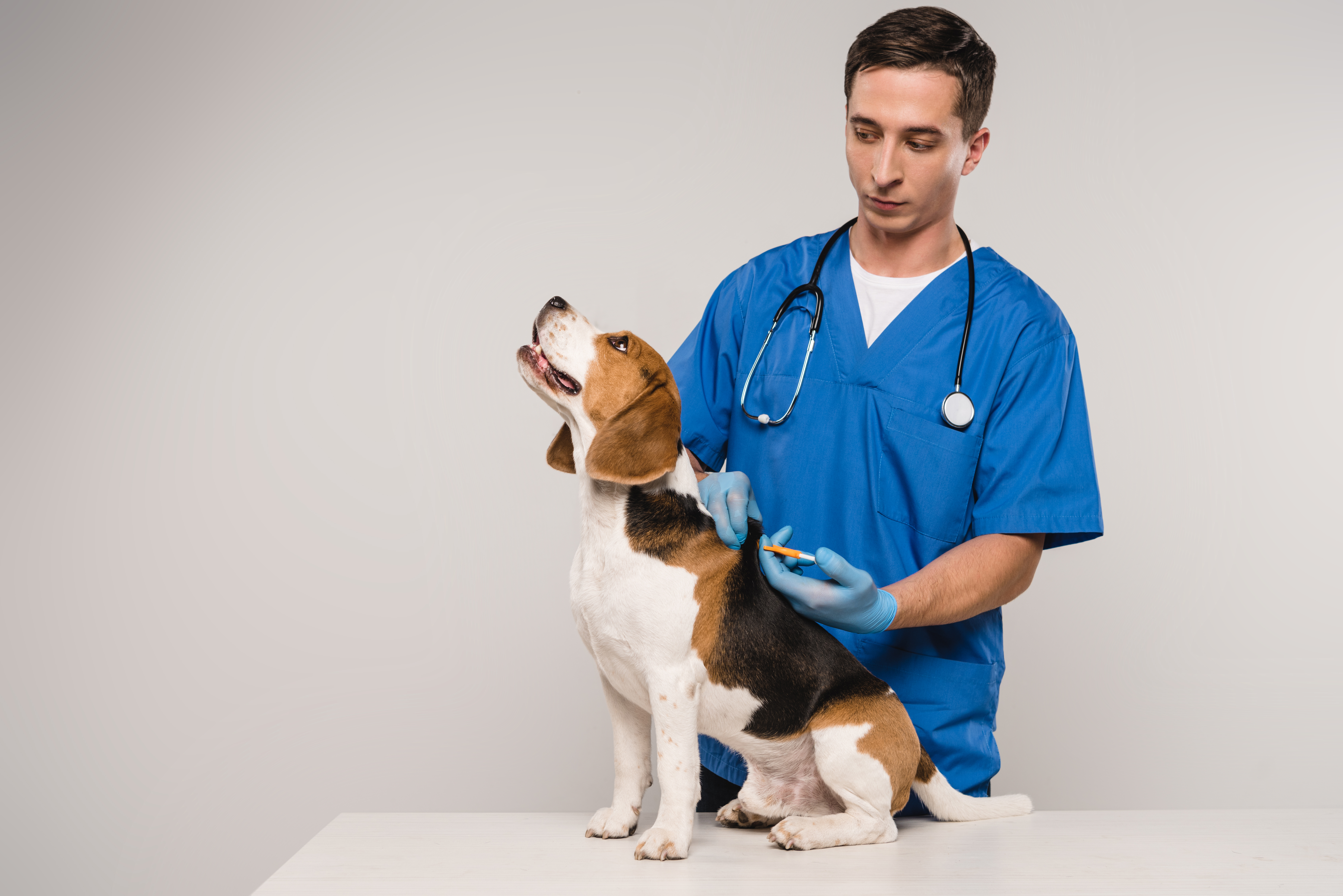 Ten years on since compulsory microchipping for dogs – identibase Blog